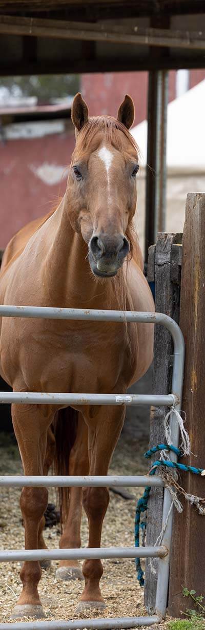 G&G Stables | NC